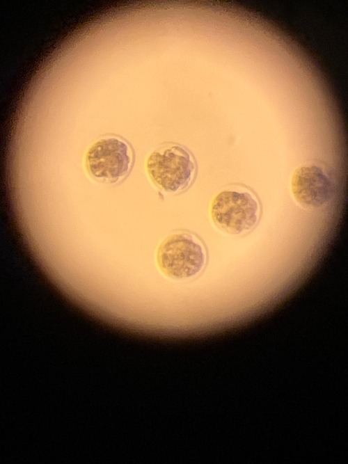 Artificial Insemination of Goats - Goat Journal